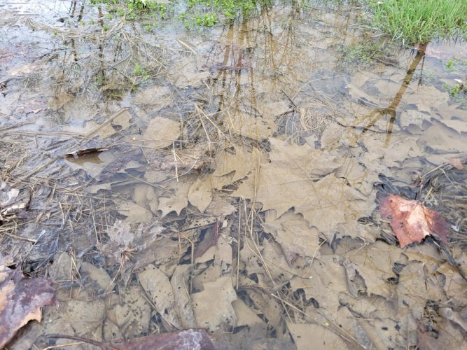 Vernal pools important to ecosystem | News, Sports, Jobs - Williamsport ...